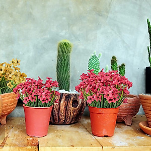 URSTOUD 6 Bundles Artificial Orchid Flowers, Fake Artificial Greenery UV Resistant No Fade Faux Plastic Flowers for Wedding Bridal Bouquet Indoor Outdoor Home Garden Kitchen Office Table Vase(Fuchsia)