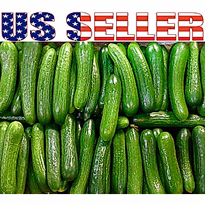 US Grown! 30+ Persian Beit Alpha (a.k.a. Lebanese) Cucumber Seeds Heirloom Non-GMO Burpless Sweet Non-Bitter and Acid Free, Crispy and Sweet, Fragrant and Delicious, Cucumis sativus, Grown in USA!