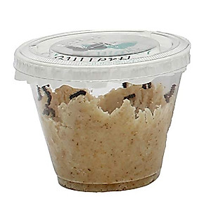 10 Live Caterpillars to Grow Painted Lady Butterflies Kit - Ready to Ship Now