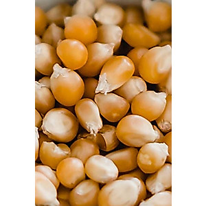 Amish Country Popcorn | 6 lb Bag | Mushroom Popcorn Kernels | Old Fashioned, Non-GMO and Gluten Free (Mushroom - 6 lb Bag)