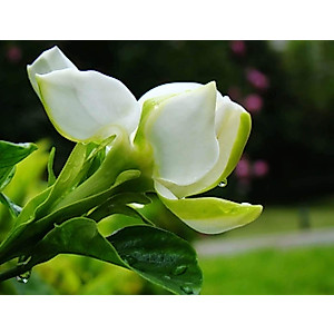 100+ Cape Jasmine Seeds White Jasmine Bonsai Plants Flowers Home Garden