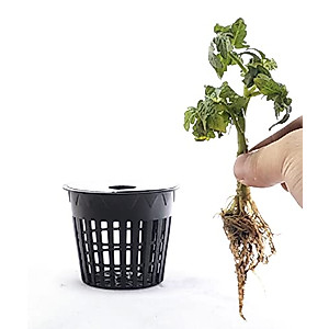 HORTIPOTS 3 Inch Net Pot Wide Lip Design Mesh Cup with Reflective Net Cup Lids (32 Set)-Not Real 3 inch When You Measure it.