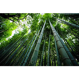 Giant Bamboo Seeds for Planting - 50+ Seeds - Grow Giant Bamboo, Privacy Screen, Good for Environment - Ships from Iowa