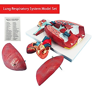 Veipho Human Lung Model, Respiratory System Model with 51 Parts Indication Signs, 7 Removable Parts Life Size Lung Model, Lung Anatomical Model for Study, Includes Heart and Throat & Base and Chart