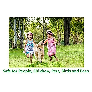 Deepthi Pure Neem Oil for Plants - Concentrated - Cold Pressed - Spray for Indoor Outdoor Garden - 100% Neem Oil – Controls Mildew - 33.8 Fluid Oz (1000 ml)