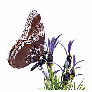 Flexinol Moving Butterfly (Blue Morpho)