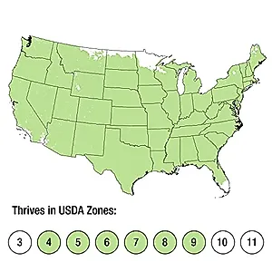 Procumbens Nana Juniper (2.5 Quart) Low-Growing Evergreen Groundcover Shrub - Bonsai Tree Live/Desk Plants Live Houseplants - Zen Garden Ecosphere