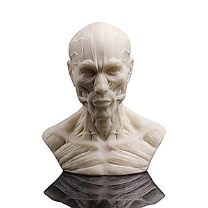 BoNew-Oral Human Model Anatomy Skull Head Muscle Bone Medical Art for The School