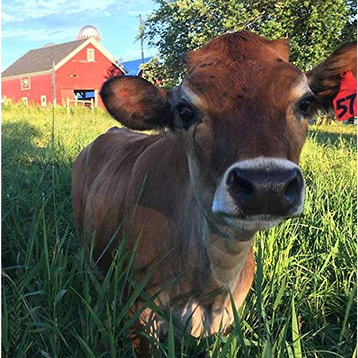 Maple Hill Crea mery, 100% Grass Fed Kefir, Plain, Organic 32 Ounce