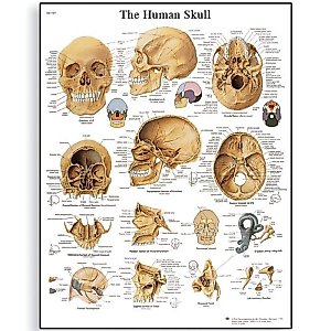 3B Scientific VR1131UU Glossy Paper Human Skull Anatomical Chart, Poster Size 20" Width x 26" Height
