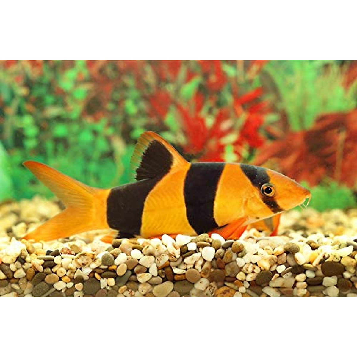 ABF Freshwater Snail Food Mix - Snail,Shrimp,Fish & Crayfish Food (8oz - 1/2 lb.)- ABF1 - Mini SPIRULINA WAFERS & Calcium