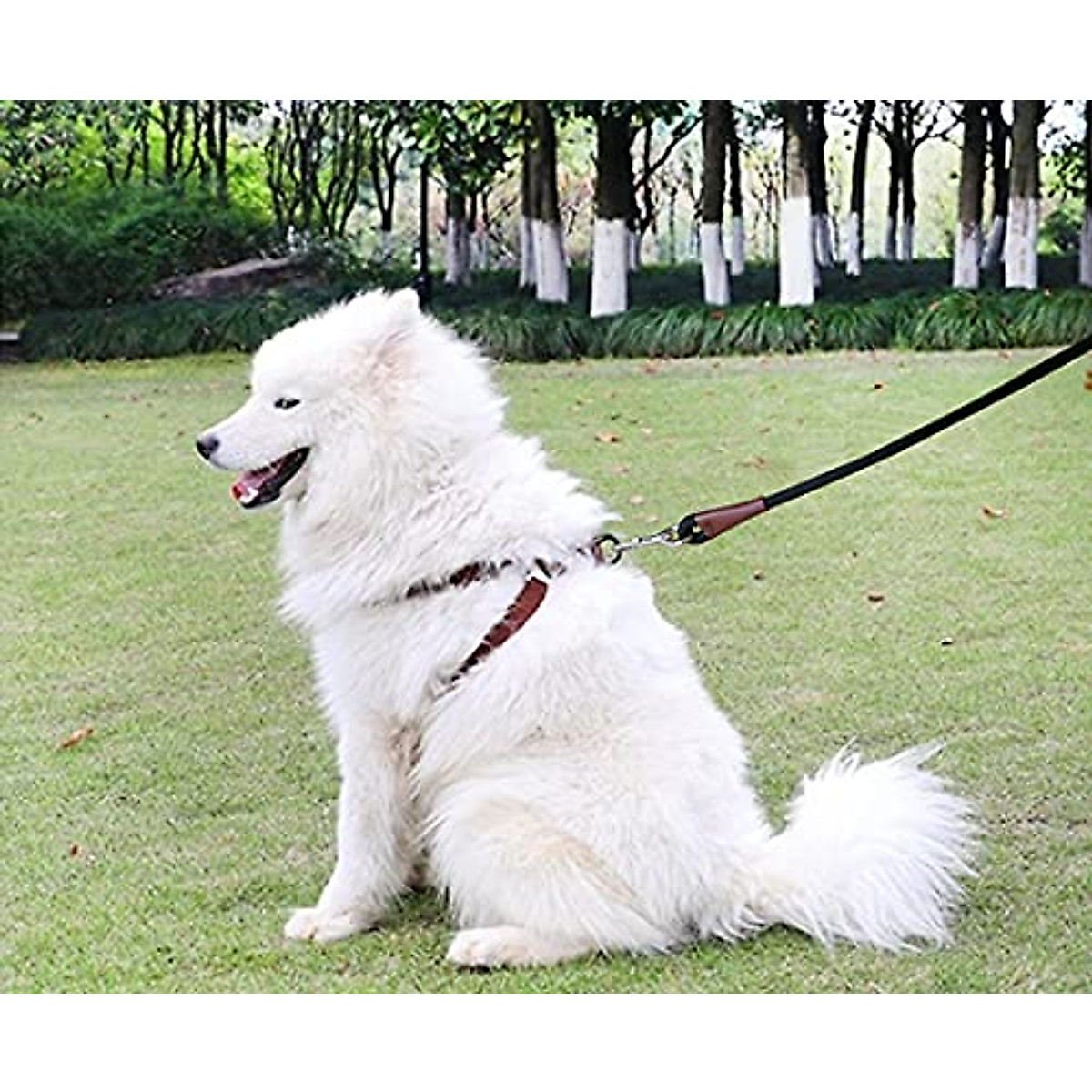 MayPaw 4FT/6FT/8FT/10FT Dog Leash, Classic Solid Colors, Durable Mountain Climbing Rope Dog Leash Reinforced with Leather Tailor Connection Heavy Duty Silver Clasp, 6 Foot Dog Leash Black