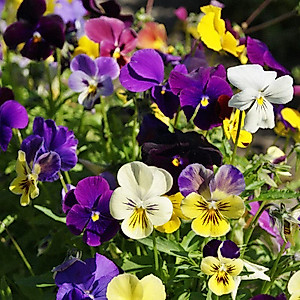 Pansy Seeds - Mix - 1/4 Pound - Purple/Yellow/White Flower Seeds, Heirloom Seed Attracts Bees, Attracts Butterflies, Attracts Pollinators, Fragrant, Container Garden