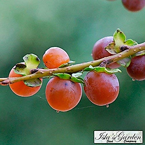 Date Plum Persimmon Fruit Tree, 30+ Tree Seeds, Exotic & Rare, 80% Germination, (Isla's Garden Seeds), Non GMO & Heirloom Seeds, Scientific Name: Diospyros Lotus