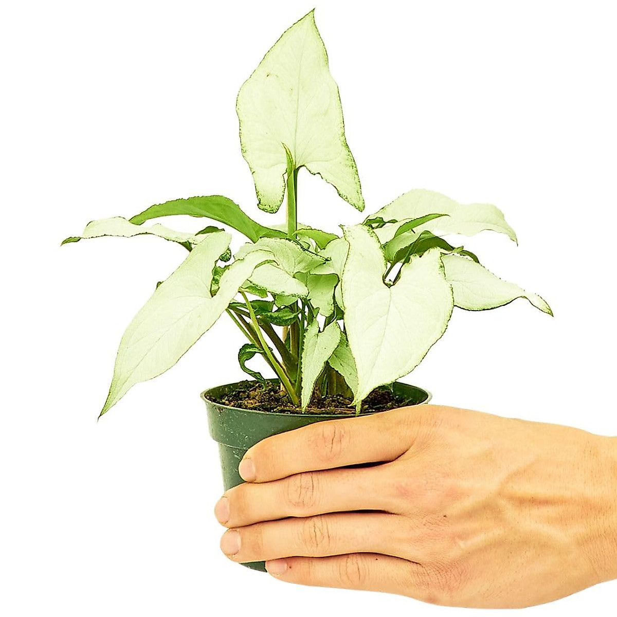 Rooted Arrowhead Plant White Butterfly, Syngonium Podophyllum, Live, Live Indoor, Easy to Grow, Easy to Care, Outdoor Garden and Low Maintenance Houseplant, 4 inch Pot