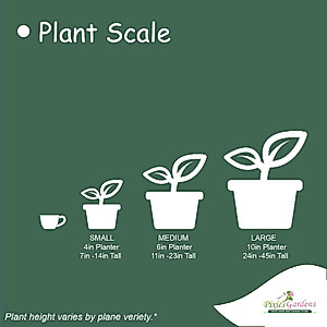 Pixies Gardens New Platic Artificial Flower Bonsai Tree Pot Culture Miniature Tree for Office Desk Home Living Room Furnishings Decorative (Fuchsia)