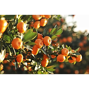LOUISECON Seedless Citrus Orange Tree Seeds Delicious Navel Oranges 1-2 ft Indoor/Outdoor Fruit Tree Tasty and 30 Seedless
