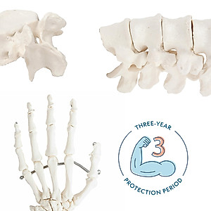 Axis Scientific Complete Disarticulated Human Skeleton Bundle, Includes 3 Part Human Skull, Life Size Bones, Articulated Hand and Foot Anatomy – Includes Detailed Product Manual