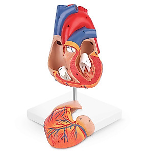 SKUMOD 1:1 Human Heart Model, 2-Part Life Size Accurate Numbered Heart Shows 48 Anatomical Internal Structures Medical Heart Model