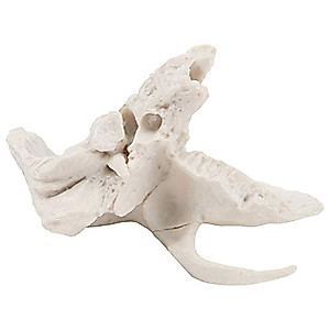 Axis Scientific Temporal Bone - Left