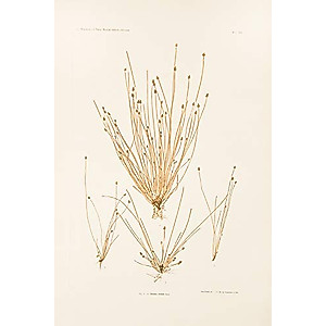 Scirpus ovatus