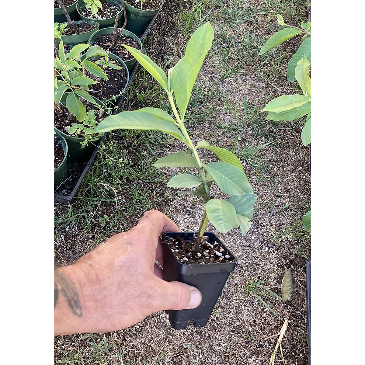 Pink Guava Plant - Psidium Guajava - Live Plant