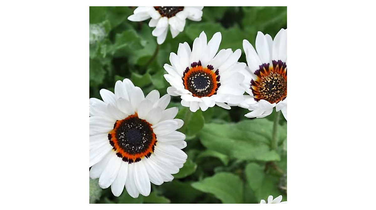 CHUXAY GARDEN 50 Seeds White Zulu Prince African Daisy Seed,Venidium ...
