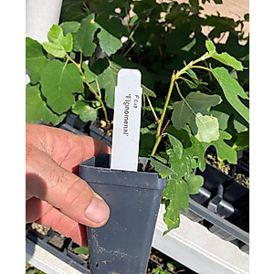 Fignomenal Dwarf Fig Tree – Dwarf Fig Plant – Self Fertile