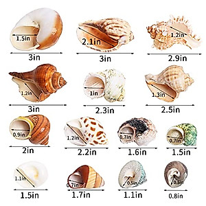 Hermit Crab Shells, 14 PCS 14 Kinds, Opening Size 0.5"-1.4" Natural Seashell Supplies Turbo Growth House