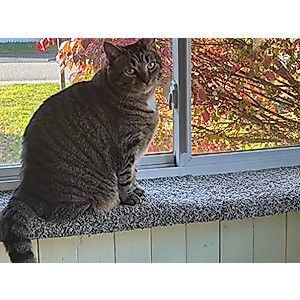 PURRCHED Cat Perch, Carpeted Cat Window Perch, Cat Bed, Cat Seat, Made in The USA, Sturdy, Safe and Easy to Install.