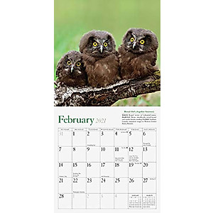 Audubon Little Owls Mini Wall Calendar 2021