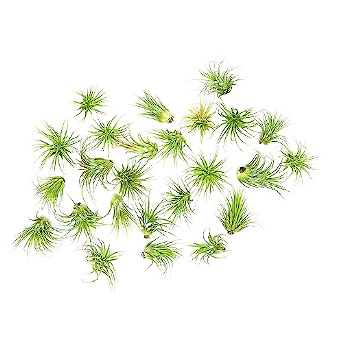 Ionantha Tillandsia Air Plants Live Indoor Plants (10PK), Air Plant Terrarium Plants Live Houseplants, Live Plants Indoor Plant Kit, Easy Care Plants for Air Plant Holder or Garden by Plants for Pets