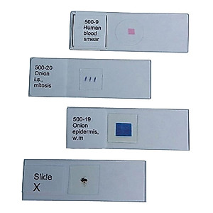 United Scientific Supplies 100-182 "Lily Meiosis, First Meiotic Division (Plant Cell Meiosis)" Prepared Microscope Slide