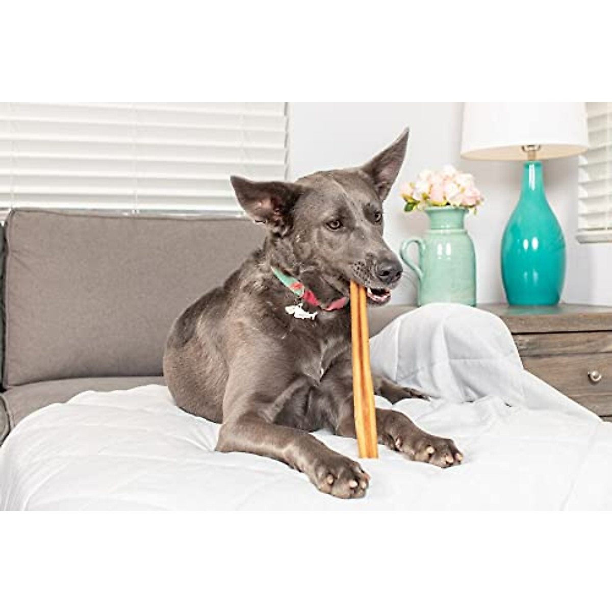 Barking Buddha 12 Inch Jumbo Bully Sticks for Dogs - Premium Fully Digestible, Odor Free 100% All Natural Tasty Beef Pizzle Chew Treats (Pack of 4)