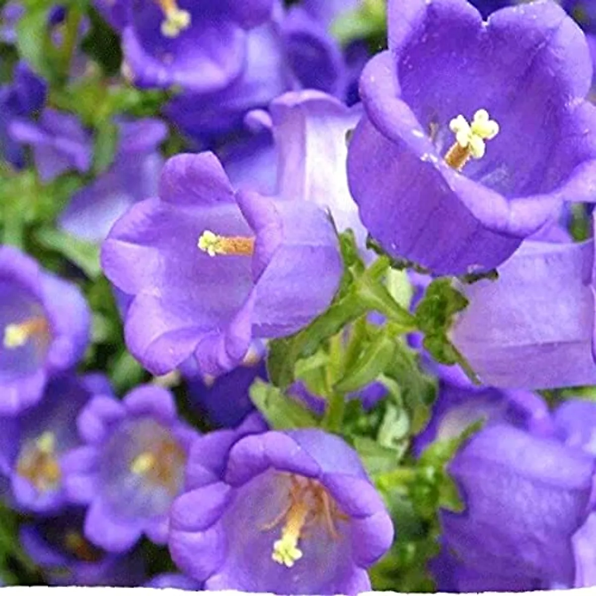Canterbury Bells Campanula Medium Bluebells Flower Garden About 100 Seeds for Planting