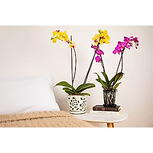 rePotme) 4 x 6 inch Hexagon Ceramic Orchid Pot with Matching Saucer (Teal Jade)