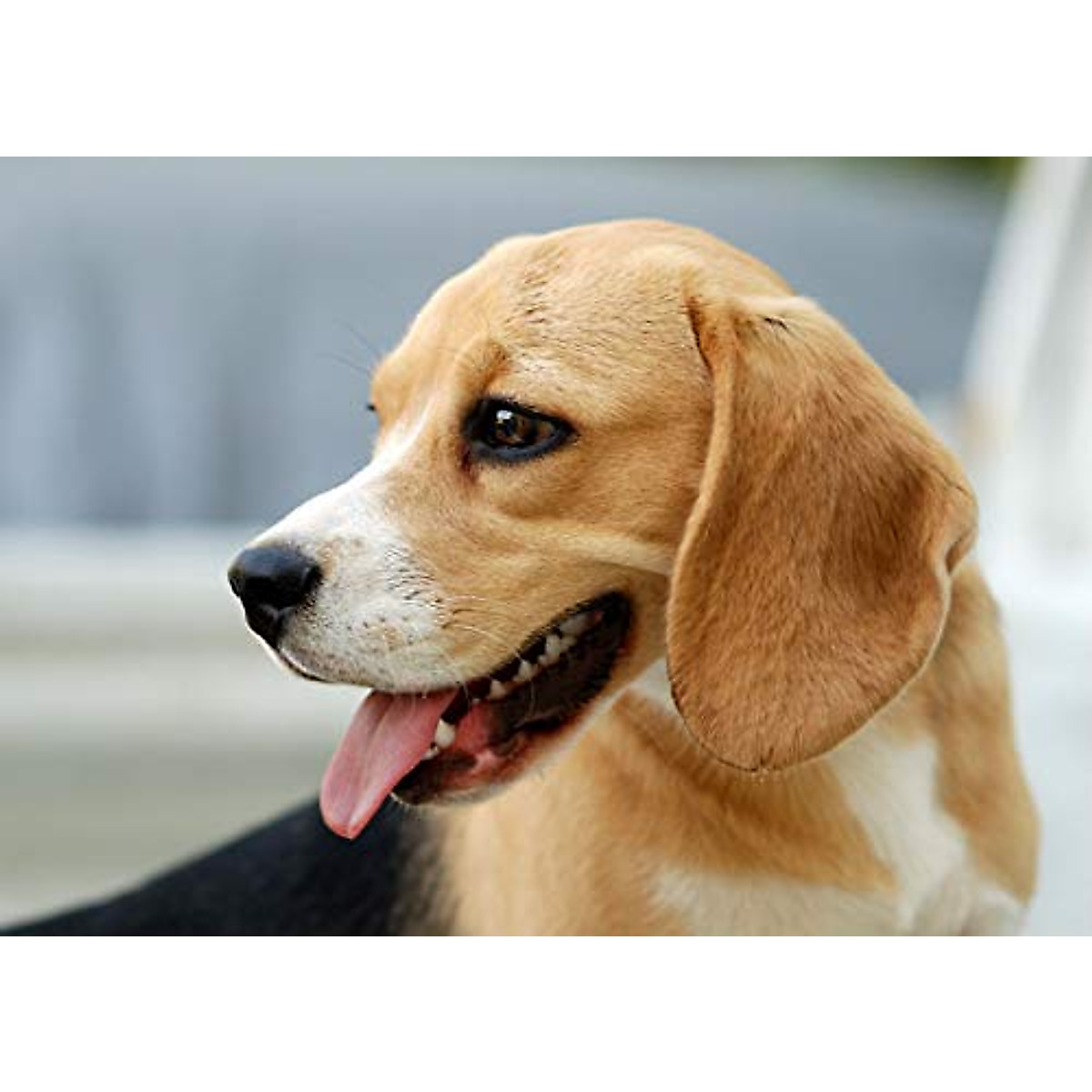 Dog Breath aid - PROBIOTICS for Dogs - Healthy Gut - Stop Gas Diarrhea and Bad Breath - Digestive Boost - Dog probiotics only Natural pet - 2 Bottles (120 Treats)