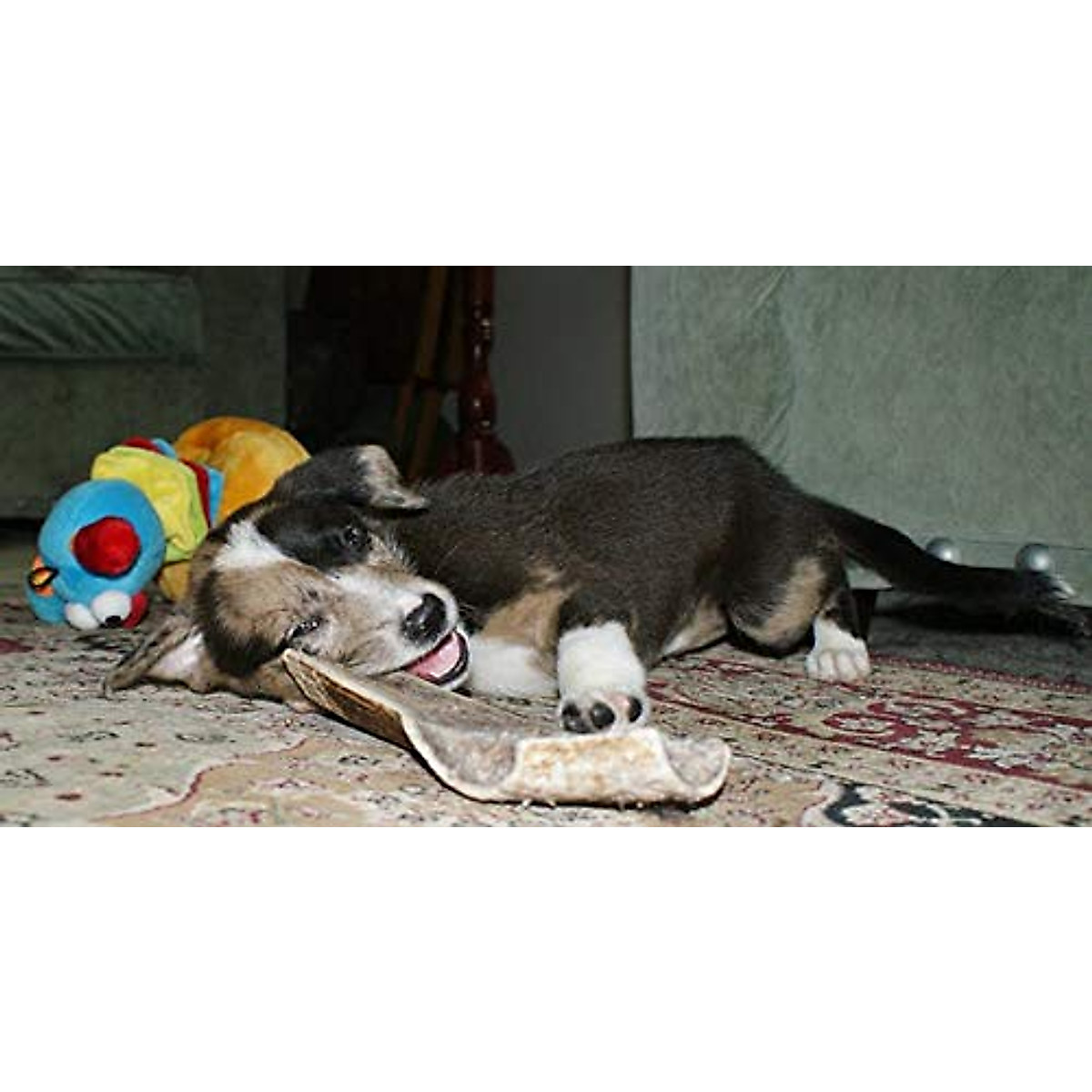 Mountain Dog Chews - Mammoth Split Elk Antler - Elk Antler Dog Chew - Grade A Premium - Organic - Made in USA - No Mess