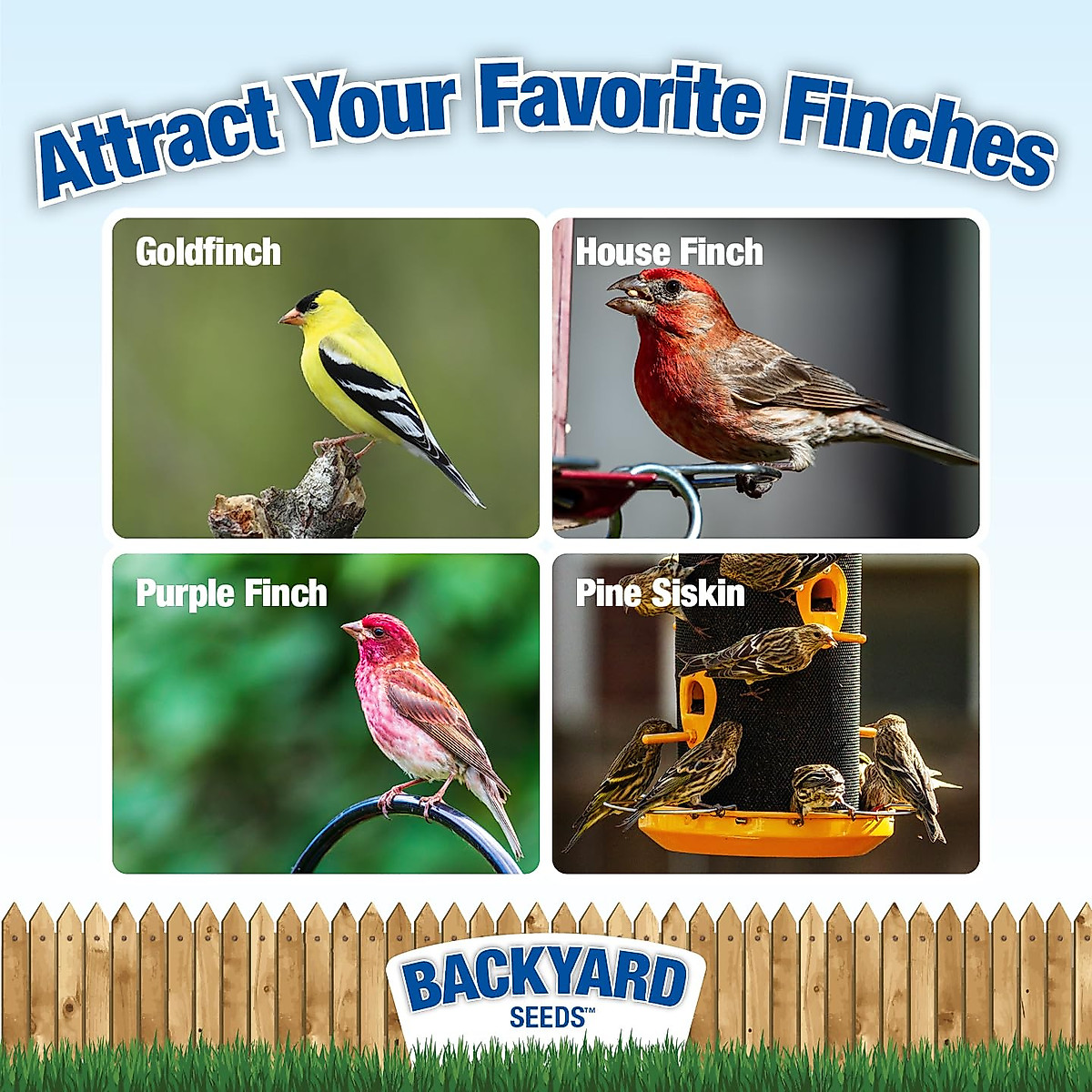Backyard Seeds Finch Frenzy Mix for Outside Feeders, Year Round Wild Bird Seed for Goldfinches and Other Musical and Colorful Birds (5 Pounds)