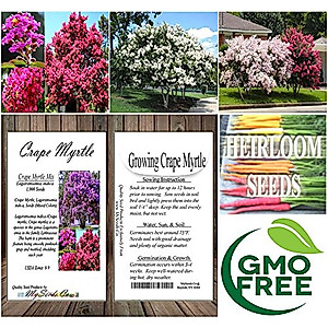 Big Pack - (1,000) Crape Myrtle Mix, Lagerstroemia Indica Tree Seeds - by MySeeds.Co (Big Pack - Crape Myrtle)