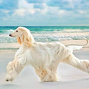 HAPPY PET VITAMINS LLC Dog Immune Supplements - Dog Hair and Coat Health Complex - Healthy Skin and Nails - Itch Relief - Powerful - Vitamin c for Dogs Pills - 60 Treats (1 Bottle)