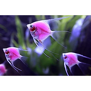 A.D.P. Fish Booster Bloodworm Honey 100 g. Goldfish Food & All Tropical Fish Food Small Floating Pellet Grow Faster & Color Enhancing High Protein 32% Aquarium Baby Fish Newborn Fry Fish Feed Care