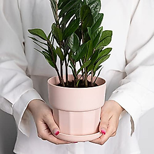 Matekxy Plastic Plant Pots Set of 3 Packs 5.5inch Planters with Drainage Hole and Saucer Tray Flower Pot with Multiple Drainage Holes and Trays for Home Garden, 3 Color - White, Pink and Mint Green