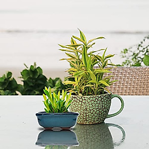 lychee Chinese Bonsai Pot Oval Glazed Flower Pot Planter Home Garden Decor