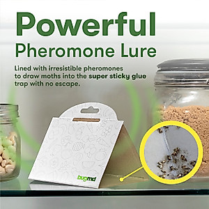 BugMD Pantry Pest Patrol (6 Count, White) - Moth Traps for Kitchen, Pantry Moth Trap, Bug Trap, Moth Traps for House Pantry, Get Rid of Pantry Moth, Kitchen Moth Trap Killer