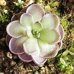 Pinguicula Cyclosecta Seeds Mexican Pinguicula Seeds Mexican Butterworts Tropical Containers Balcony Plant Indoor Outdoor by YEGAOL Garden 25Pcs