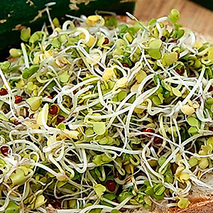 Todd's Seeds Sprouting Seed Mix; Broccoli, Radish, Alfalfa, Non-GMO, Chemical Free, High Germination (1/4 Pound)
