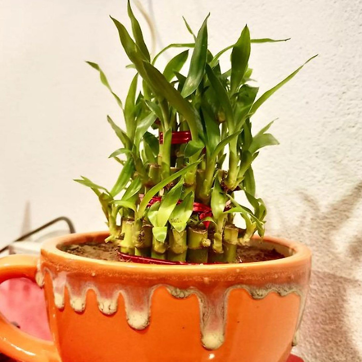 Mainam Lucky Bamboo Straight Dracaena sp Bundle US Nursery Live Aquarium Plants Freshwater Fish Tank House Plants Decorations Aquatic Plant 3 Days Pond Tropical