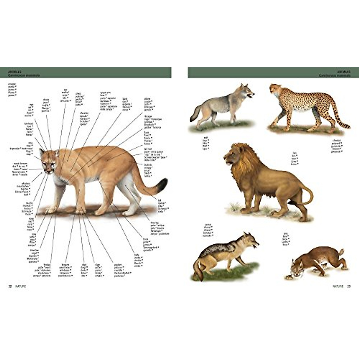 Firefly 5 Language Visual Dictionary: English, French, German, Italian, Spanish