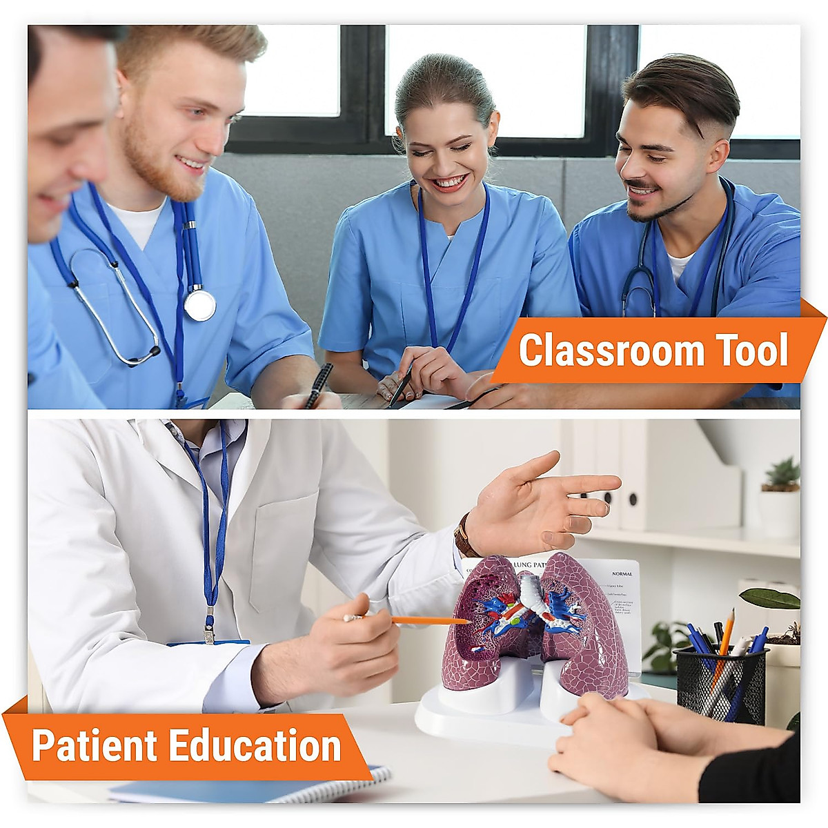 Lung Model Set | Human Body Anatomy Replica of Lung Cancer for Doctors Office Educational Tool | GPI Anatomicals